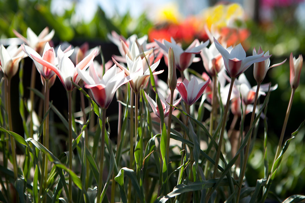 Tulpen im Frühling in den Späth’schen Baumschulen